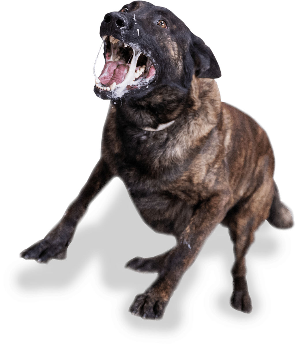 Police Dogs Centre Holland - The best K9 working dogs