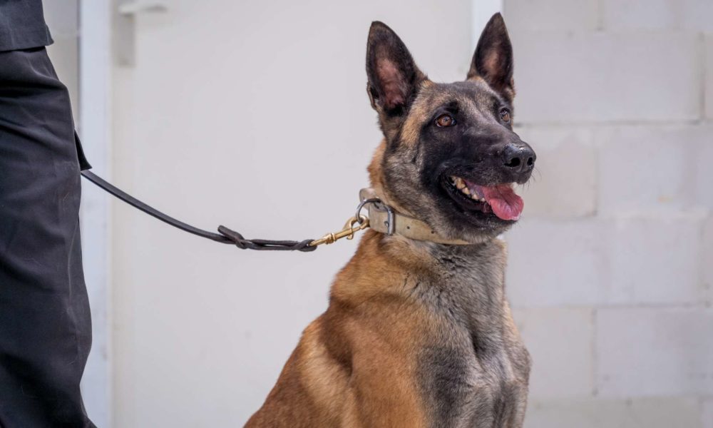 Other Types Of Dogs Police Dogs Centre Holland