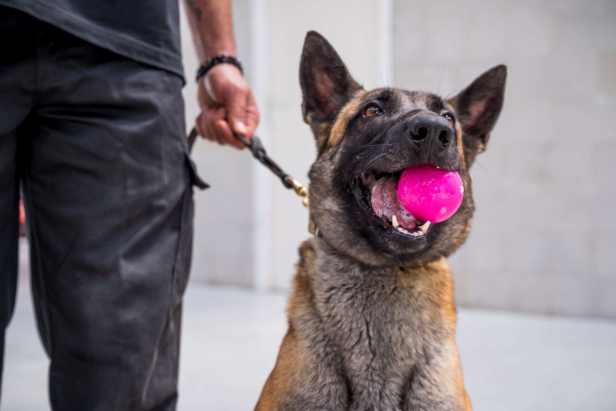 Other Types Of Dogs Police Dogs Centre Holland other-types-of-dogs-police-dogs-centre-holland