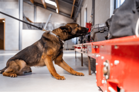 Explosive Detection Dogs For Sale | Police Dogs Centre Holland B.V.