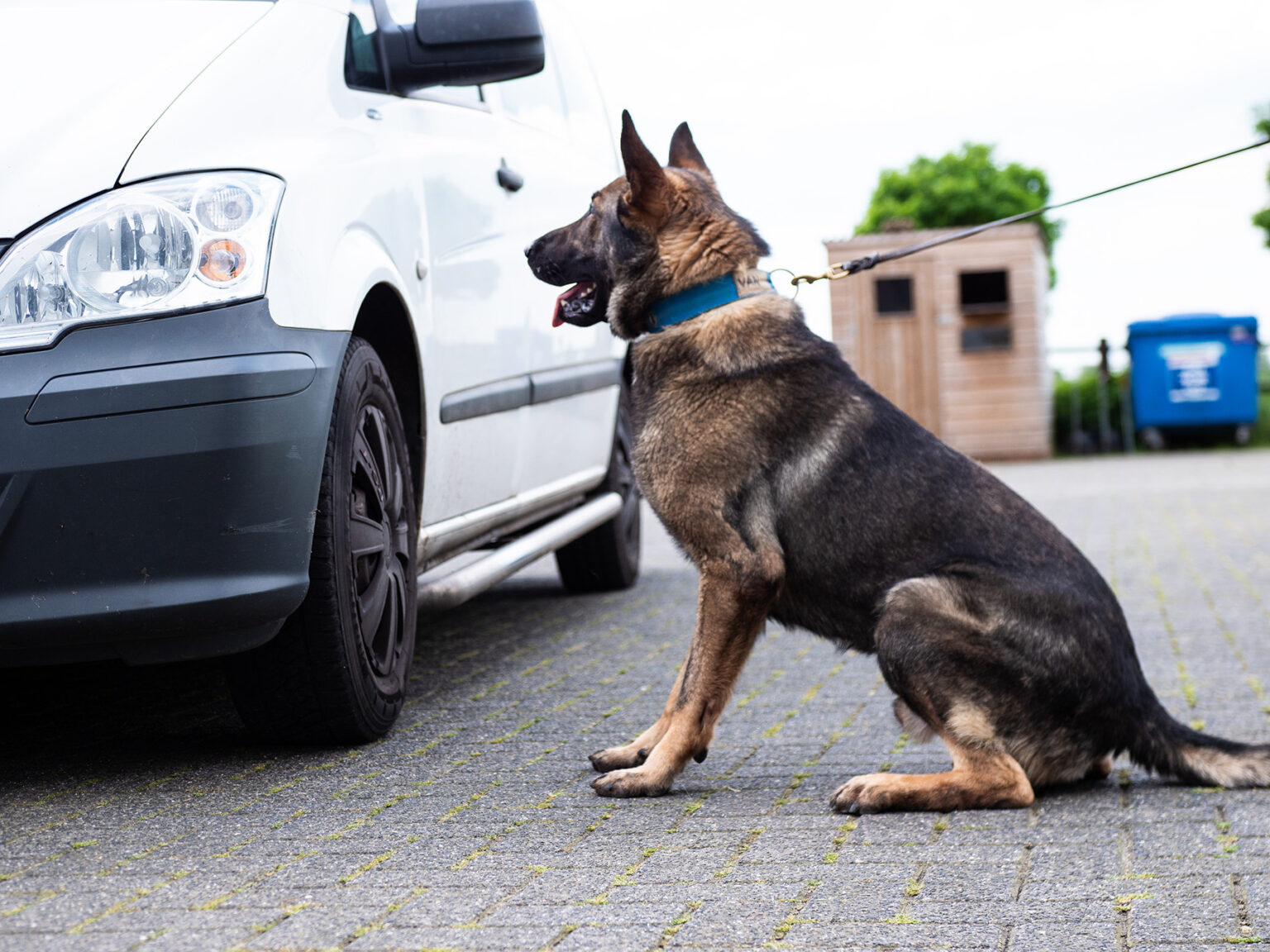 Explosive Detection Dogs - Police Dogs Centre Holland